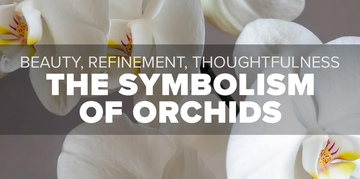 ALLURING ORCHID SYMBOLISM - Neubauers Flowers