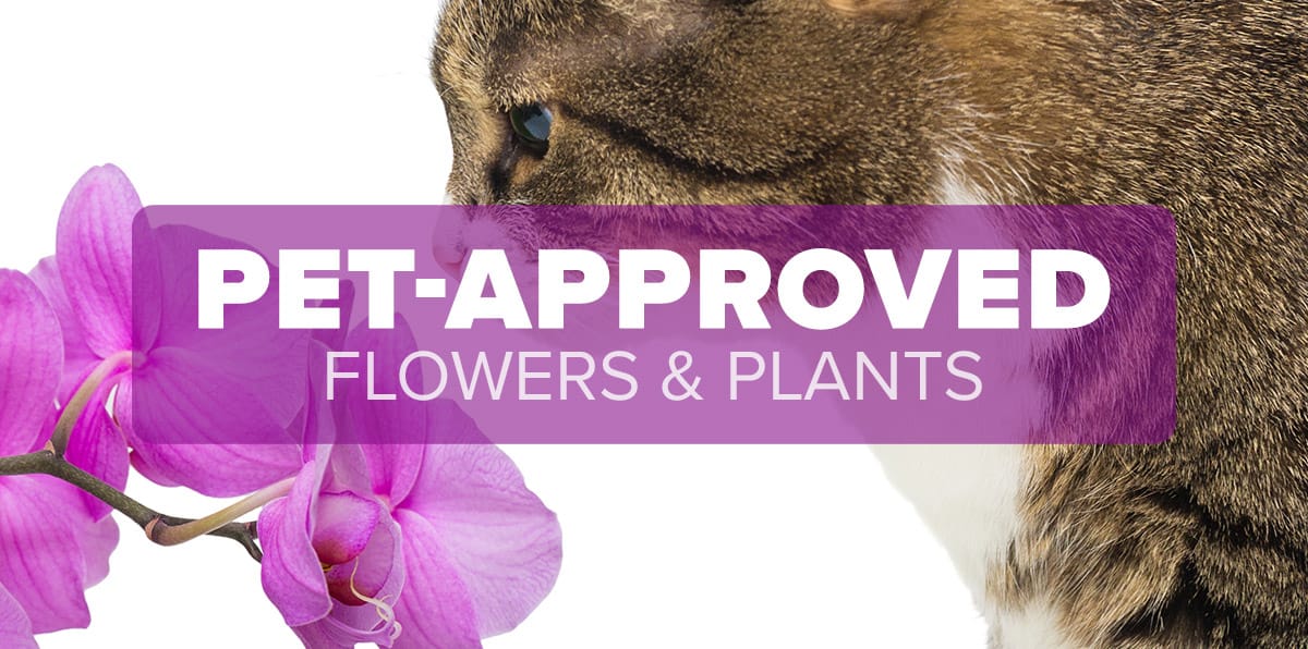 Keep Pets Safe with These 9 Pet-Friendly Flowers - Neubauers Flowers
