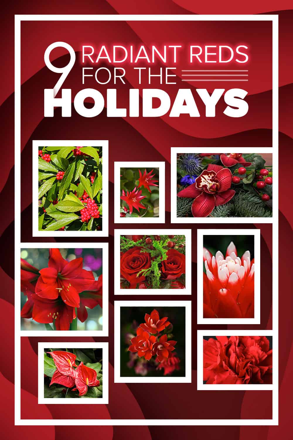 Enhance Your Holiday Decor with Vibrant Red Plants and Flowers ...
